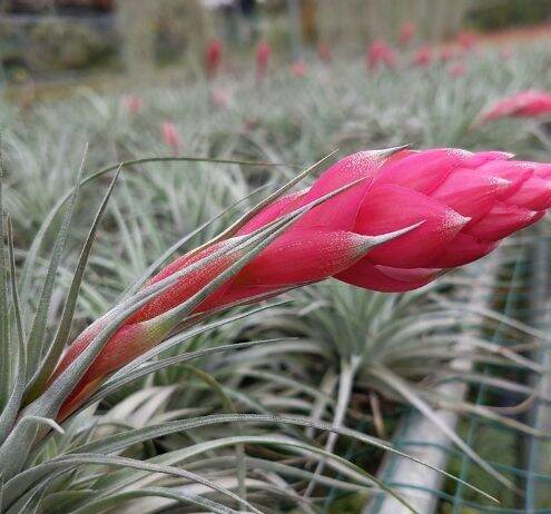 Philippines ready-made air bromeliads grow live plants real plants ...