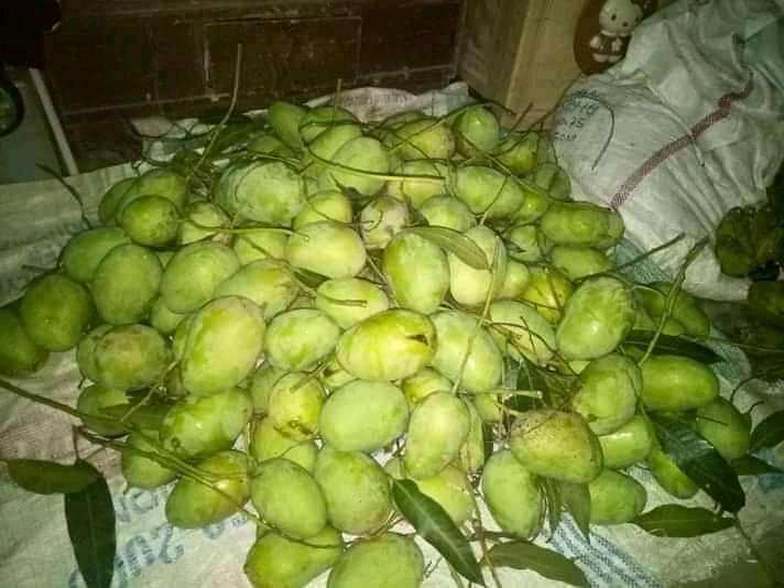 buah mangga muda mangga rujak fress 1 kg | Lazada Indonesia buah mangga muda mangga rujak fress 1 kg | Lazada Indonesia