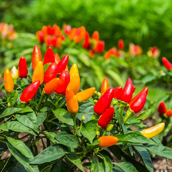 Mini Native Labuyo Pepper Seeds - Chili Pepper Seeds | Lazada PH