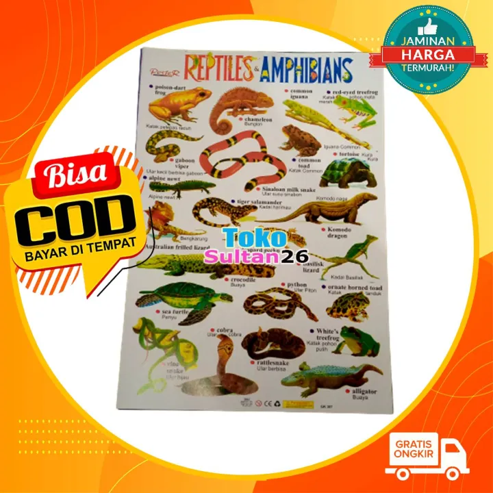 Poster Edukasi Belajar Anak Mengenal Jenis Jenis Hewan Reptil Dan Amphibi Ampibi | Lazada Indonesia