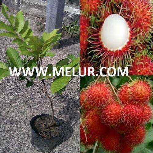 MM- Anak Pokok Rambutan Gula Batu (kahwin) Anak Pokok Tanaman Benih ...