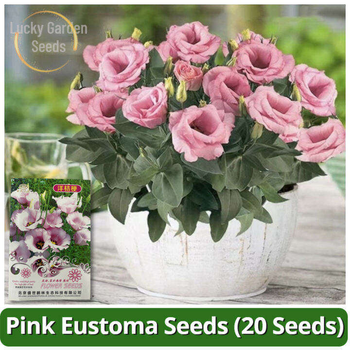Rare Pink Eustoma Flower Seed (20 Seeds) Benih Pokok Bunga 洋桔梗种子 ...