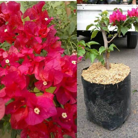 Bibit Pohon Bunga Kertas - Tanaman Hias Pohon Bougenvile - Bugenvil ...