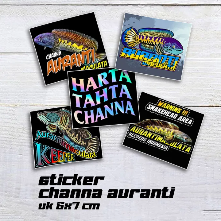 stiker channa auranti isi 5 sticker auranti aksesoris akuarium predator ...