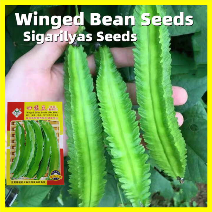 Fresh Winged Bean Seeds - High Yield 10 Seeds Long Sigarilyas Seeds for ...