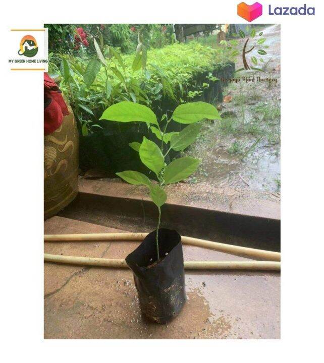 Pokok Markisa Kuning/golden Passion Fruit(pokok Buah Hidup/buah-buahan ...