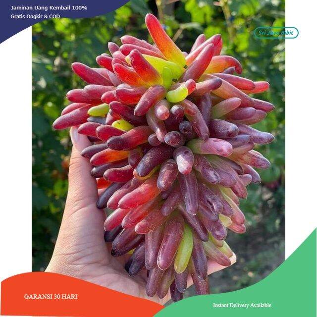 Bibit anggur Halloween mahal hasil grafting Rekomendasi tanaman buah ...