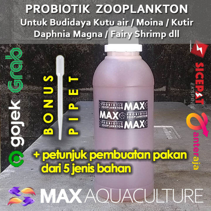 Probiotik untuk kultur pakan alami moina kutir kutu air daphnia magna ...