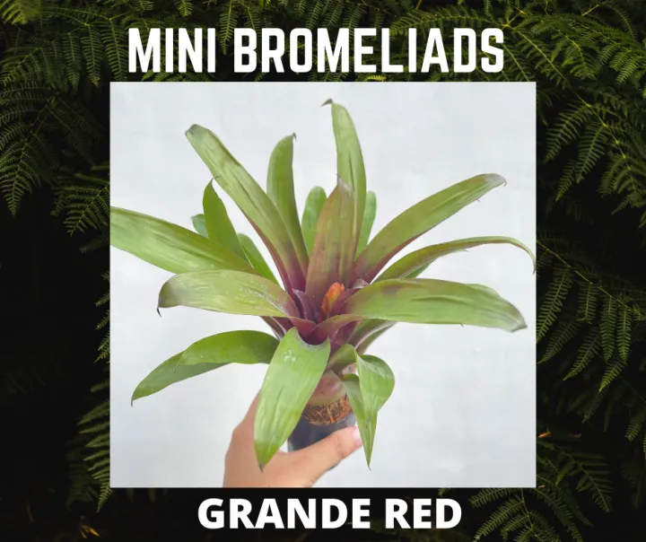 Grande Red Mini Bromeliads | Lazada PH