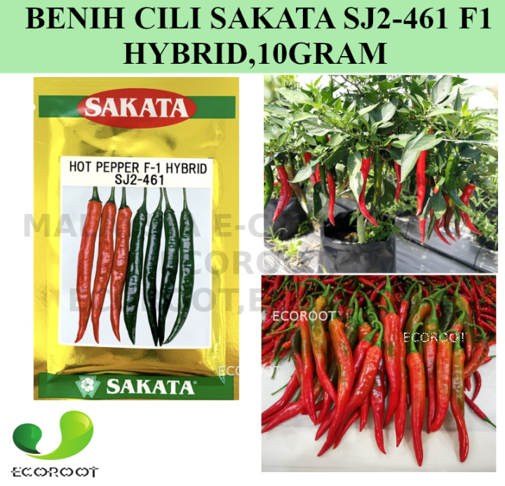 BIJI BENIH SAKATA 461 CILI F1 HYBRID SEED BENIH, 10GRAM | Lazada