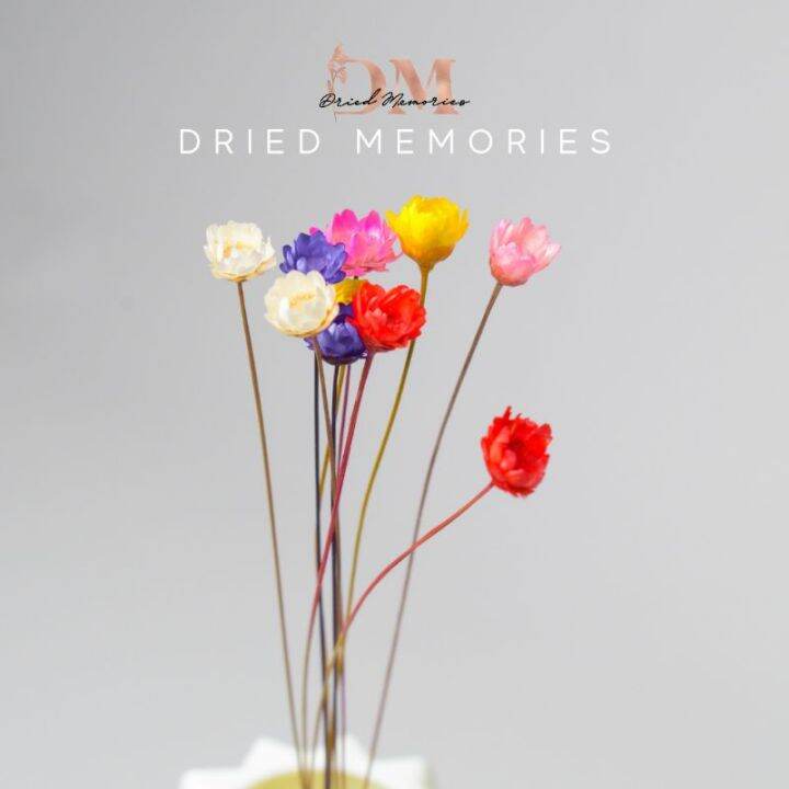 MINI Dried Star Flower (2 stems for 5 pesos) Hill Flower Home Decor ...