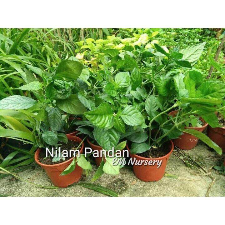 Pokok Nilam Pandan Real plant hotselling indoor outdoor exotic plant ...