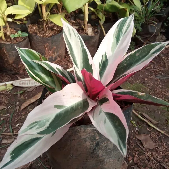 tanaman hias meranti bali - tanaman meranti bali - meranti bali ...