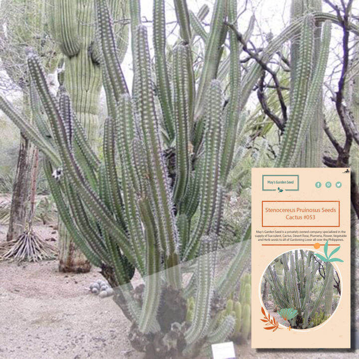 Stenocereus Pruinosus Seeds, C- Seeds, Variety#053 | Lazada PH