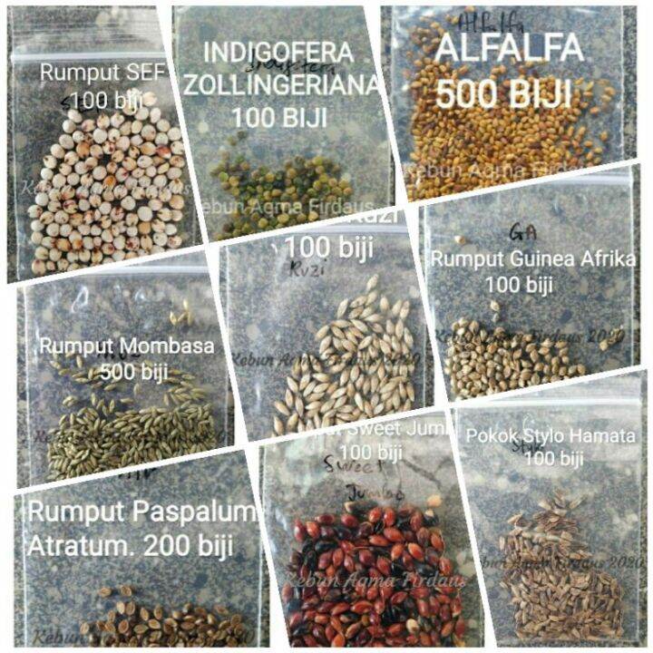♖BIJI BENIH ALFALFA, INDIGOFERA, SEF, RUMPUT, MOMBASA, RUZI, GUINEA ...