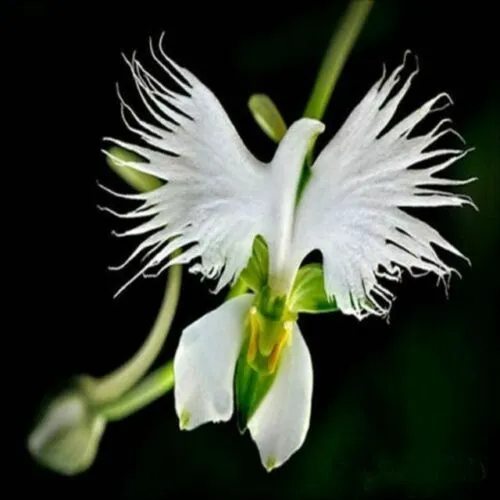 Japanese Radiata White Egret Orchid Flower Seed Beautiful Viable Bonsai ...