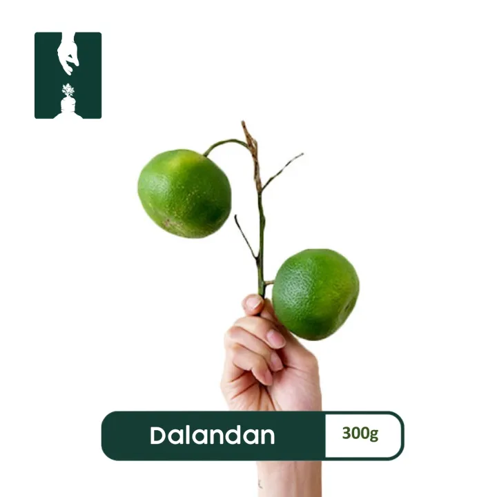 Dalandan - 300g | Lazada PH