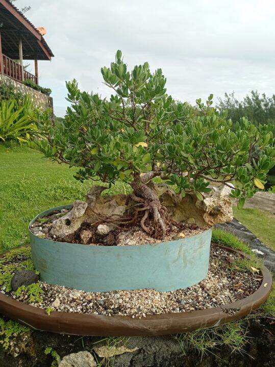 ASLI BONSAI KASTIGI PHEMPIS ACIDULA MENTIGI STIGI CENTIGI | Lazada ...