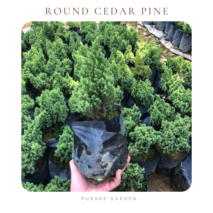 【𝗣𝗚】Juniperus Round Cedar Pine Pokok Round Pine Pokok Pine 圆松 | Lazada