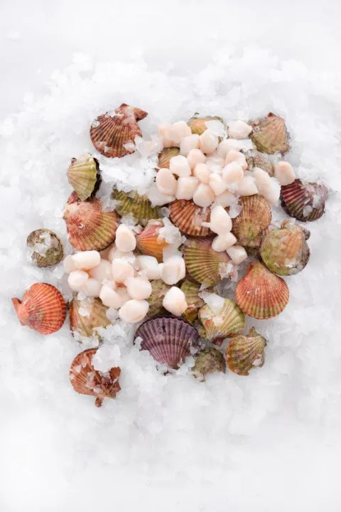 Seachamp Frozen Bay Scallop Meat 1kg | Lazada PH