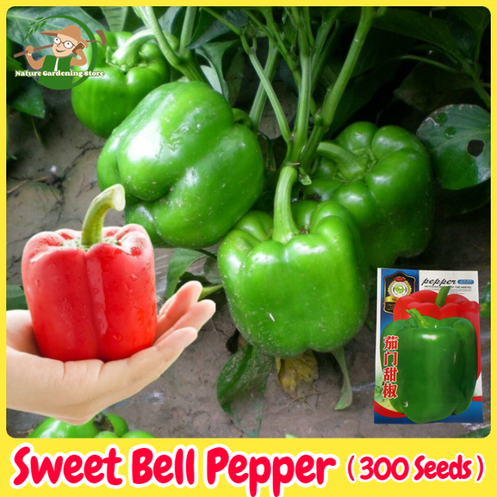 Fresh Organic Bell Pepper Seeds for Planting (300 Seed) Biji Benih 甜椒种子 ...