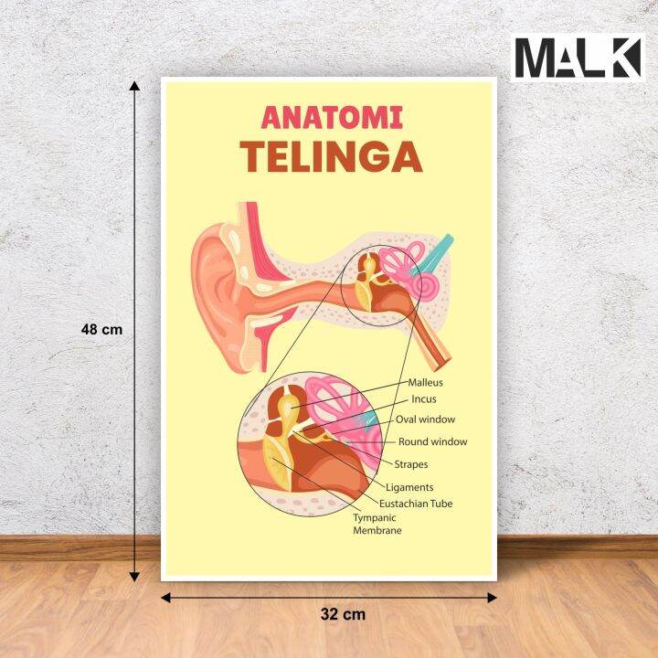Poster Anatomy Telinga | Lazada Indonesia