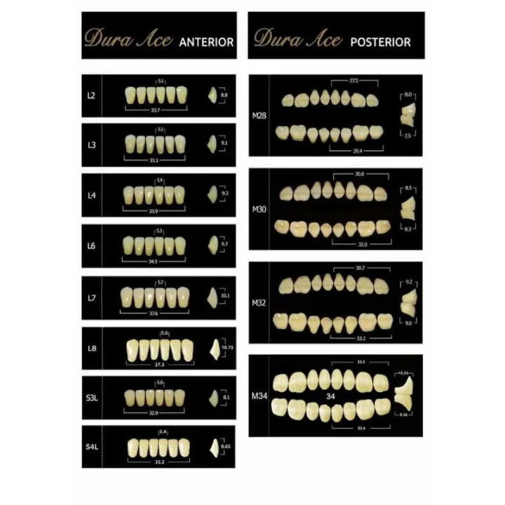 Dura Ace Premium Acrylic Pontic ( Posterior ) Sold by Box 14sets (1x8 ...