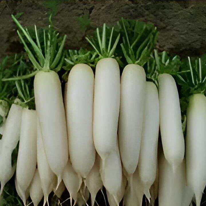 RADISH SEEDS SNOW WHITE VARIETY | Lazada PH