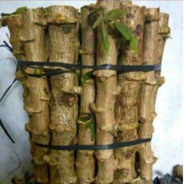 Stek Batang Singkong Putih 1 Ikat isi 10-12 batang/pohon singkong putih ...