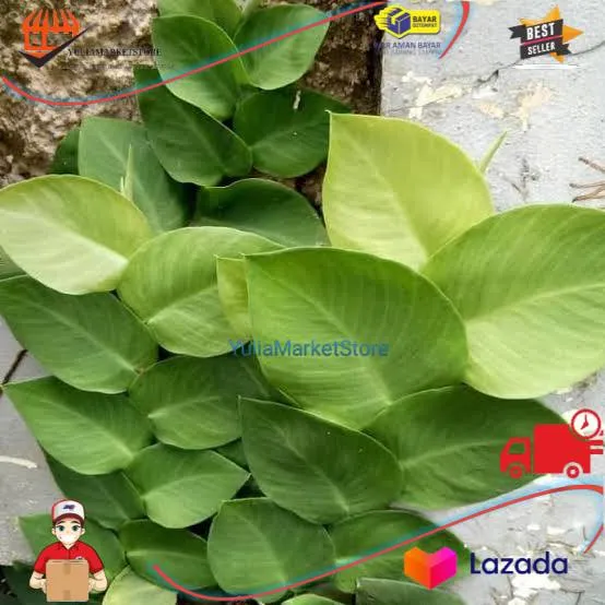 Daun dolar tanaman hias rambat dolar dekorasi tembok rumah I YLSTORE ...