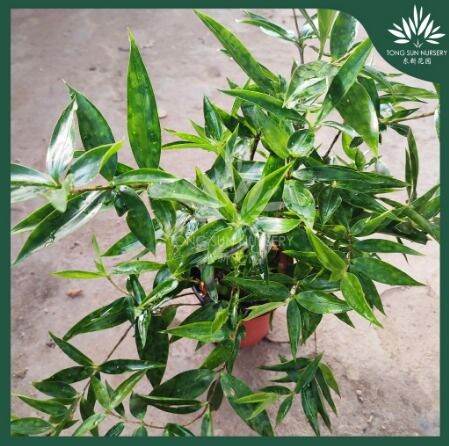 【GW】 Japanese Bamboo 日本竹 Green Pokok Hiasan Bunga Hiasan Pokok Hiasan ...