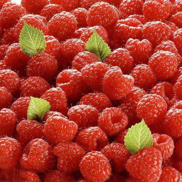 เมล็ด Rare Delicious Raspberry Fruit Seeds ต้นราสเบอร์รี่ บอนไซแคระ บอน ...