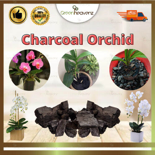 GHZ Arang Batu Charcoal Arang Orkid Hidup Charcoal BBQ Pokok Arang Kayu ...