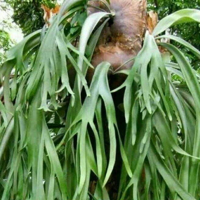 Tanaman hias tanduk rusa/ tanaman gantung pohon tanduk rusa | Lazada ...