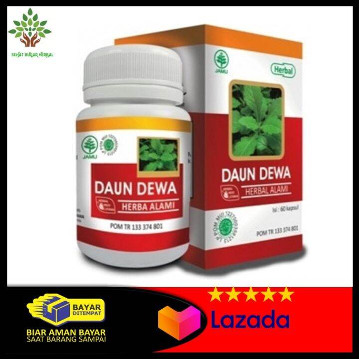 HIU DAUN DEWA OBAT TBC TUBERKULOSIS PARU | Lazada Indonesia