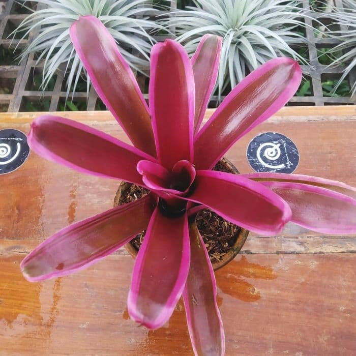 Neoregelia 'annick' - Tanaman hias bromelia / Vivarium / Paludarium ...