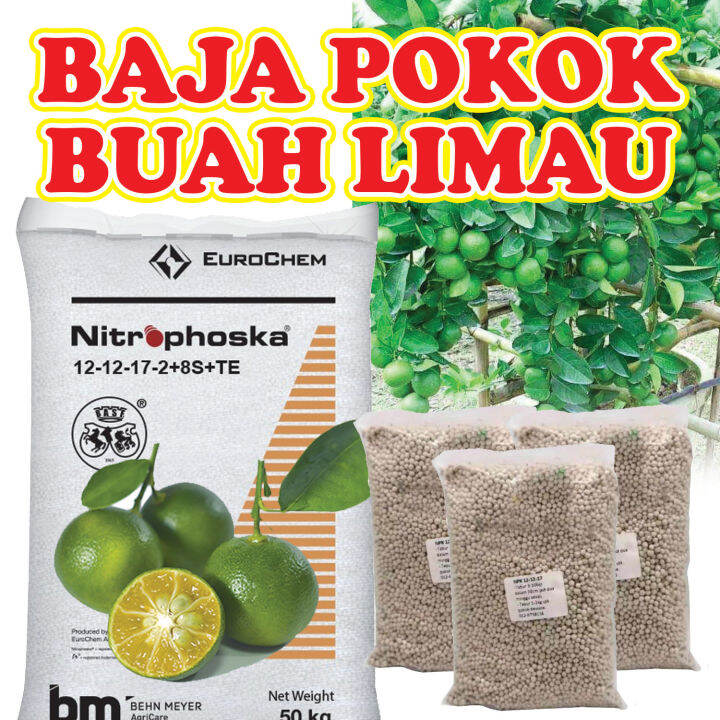 Baja Pokok Buah Limau Kasturi Nipis Lemon Khas Untuk Berbunga Banyak ...