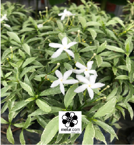 MDC- Pokok Bunga Jasmine Renek Daun Batik / Variegated Ervatamia Dwarf ...