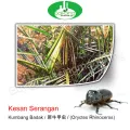 1L Blocus Beta / Kumbang Tanduk & RPW Kumbang Merah - Pokok Kelapa ...