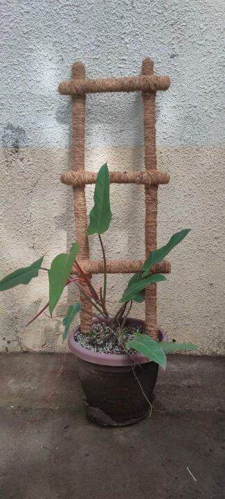 BAMBOO Coco Ladder 3FT for Plant Support crawling | bamboo stick The ...