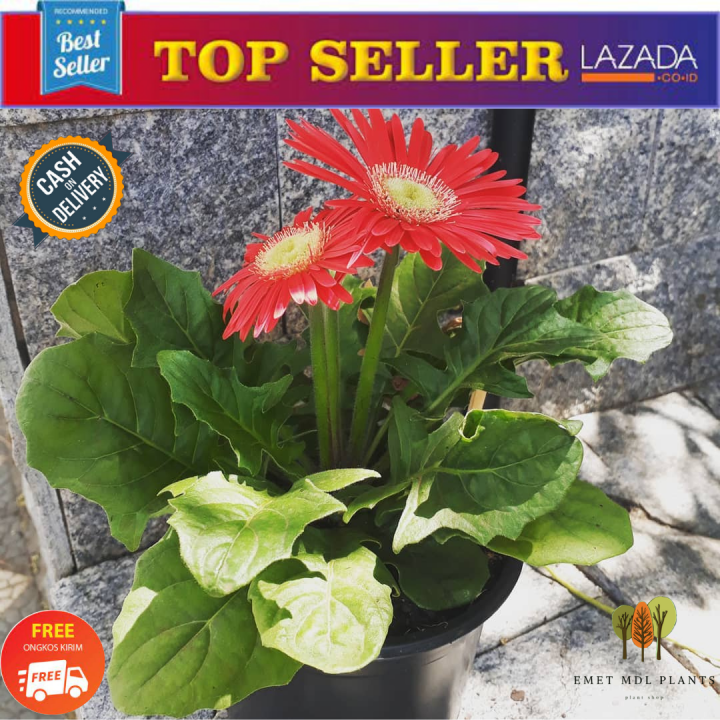 KUALITAS SUPER TANAMAN GERBERA BUNGA HEBRAS HIDUP GRADE A | TANAMAN GERBERA BUNGA HEBRAS HIDUP ...