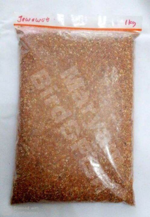 Jewawut Makanan Burung parkit kemasan repack 1 kg | Lazada Indonesia