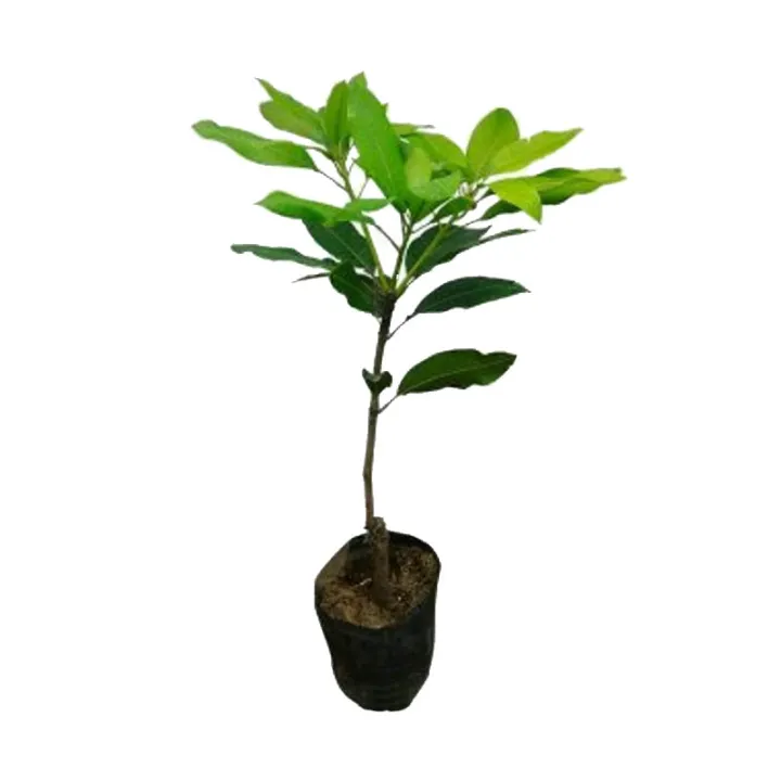 Bibit Mangga Mahathir Pohon Mangga Bibit Buah Mangga Mahatir | Lazada ... Bibit Mangga Mahathir Pohon Mangga Bibit Buah Mangga Mahatir | Lazada ...