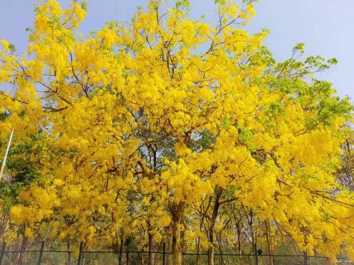 GOLDEN SHOWER TREE SEEDS 15 PCS SEEDS | Lazada PH