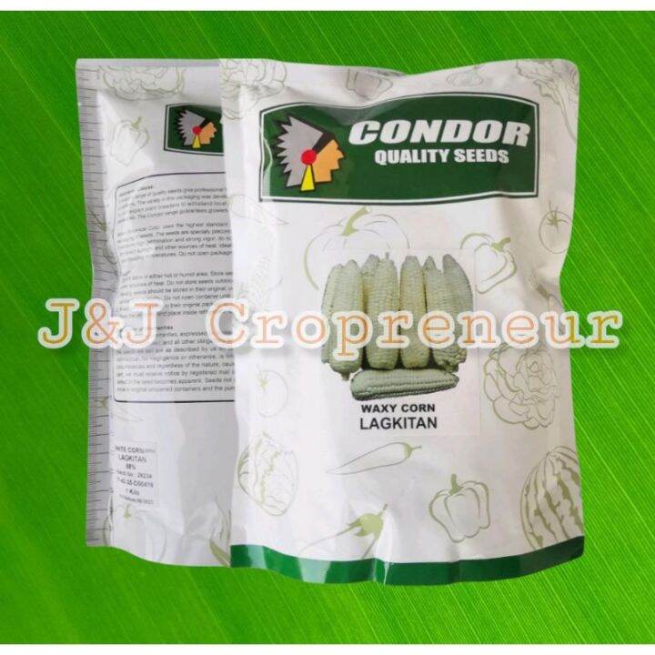 LAGKITAN CORN (KILO) WHITE WAXY CORN BY CONDOR SEEDS | Lazada PH