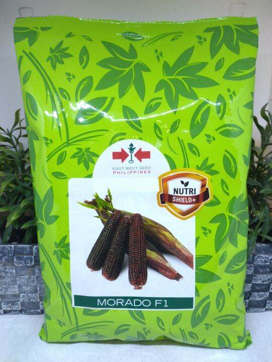 Morado F1 Dark Purple Waxy Corn East West Seeds Corn | Lazada PH