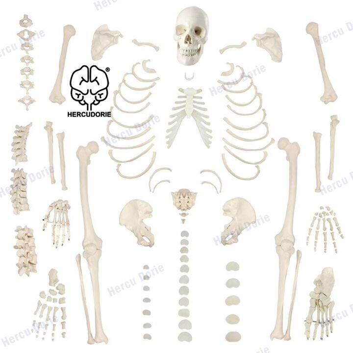 Human Skeleton Model For Anatomy 67 inch High Full Size Skeleton Models ...