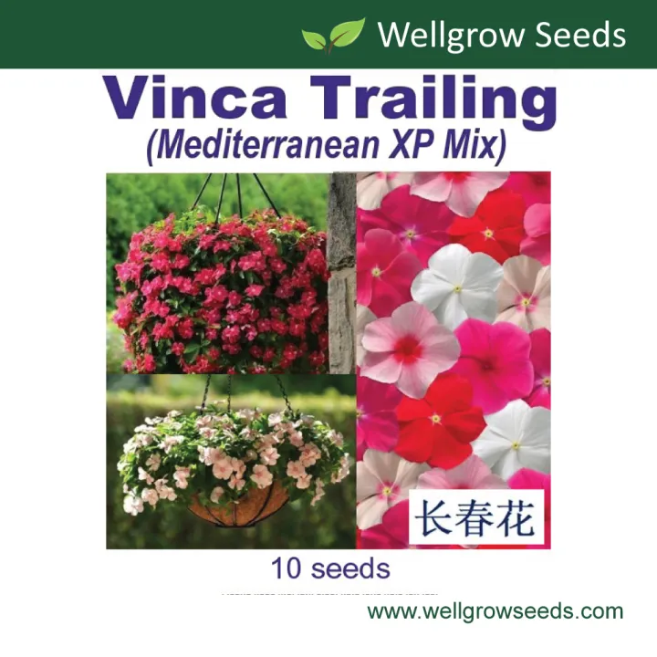Vinca Mediterranean XP Mix (10 sds) (Trailing Periwinkle) Flower Sweets ...