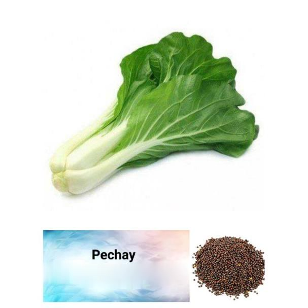 Pechay Seeds (approx: 50 seeds) | Lazada PH
