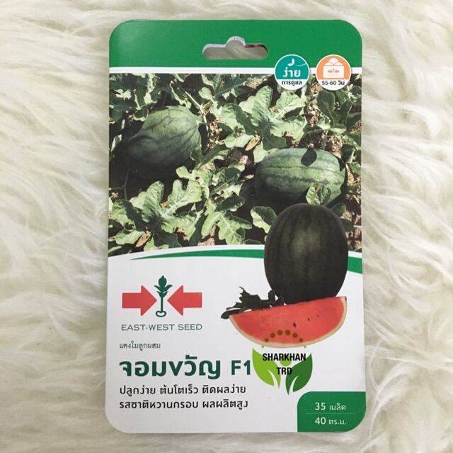 Seeds CHOM KWAN F1 Biji Benih Tembikai Merah Hybrid Red Watermelon East West Seed Thailand seeds ...